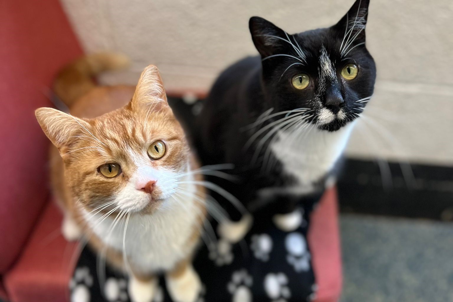 Adoption – RSPCA Burton upon Trent & District Branch