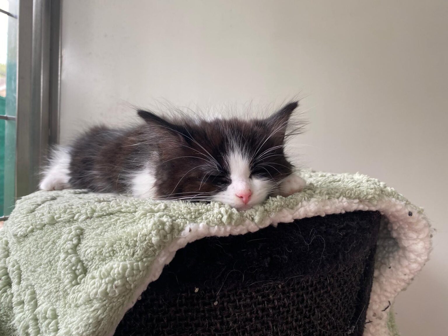 Contact Us – RSPCA Burton upon Trent & District Branch